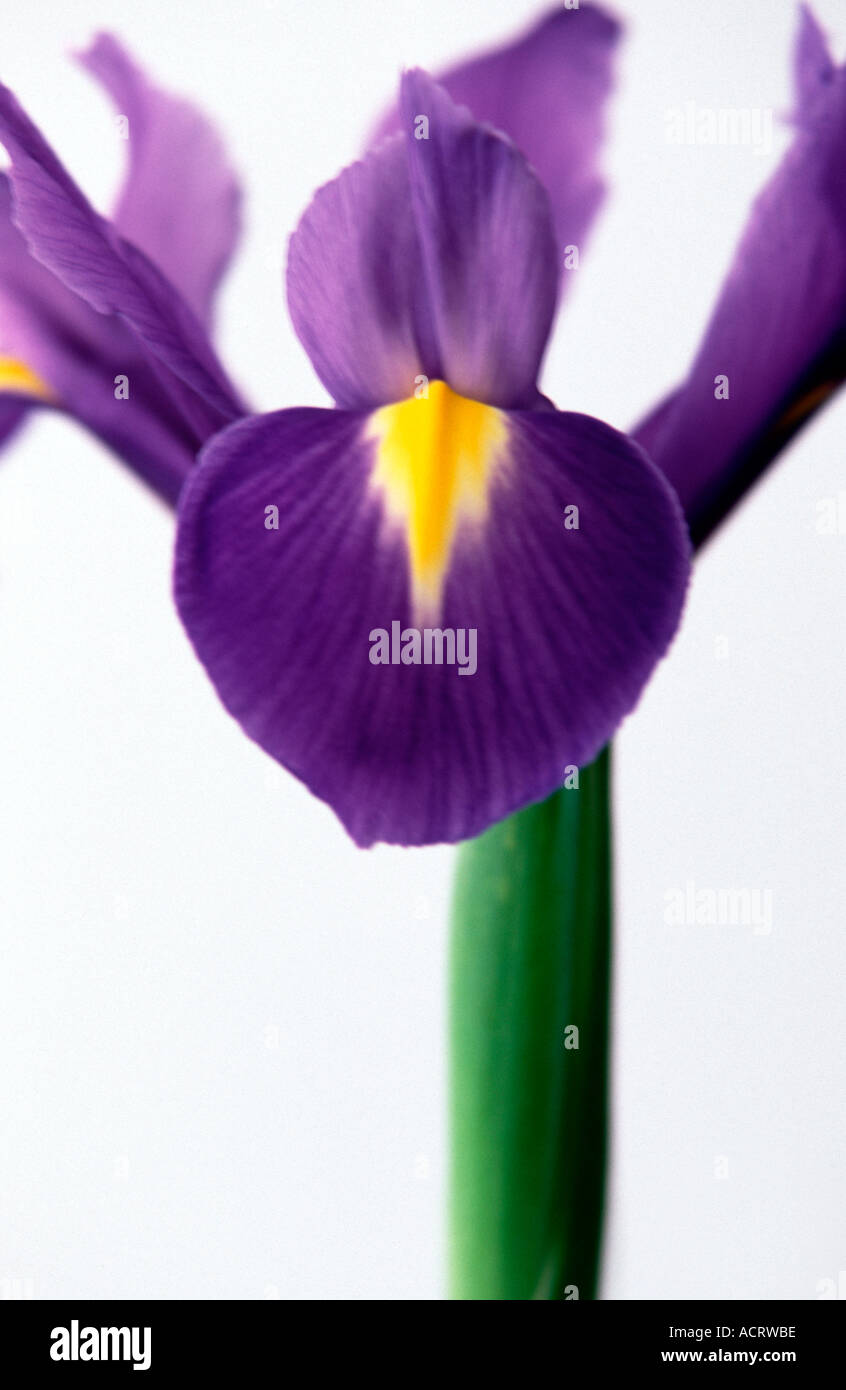Single iris flower hi-res stock photography and images - Alamy