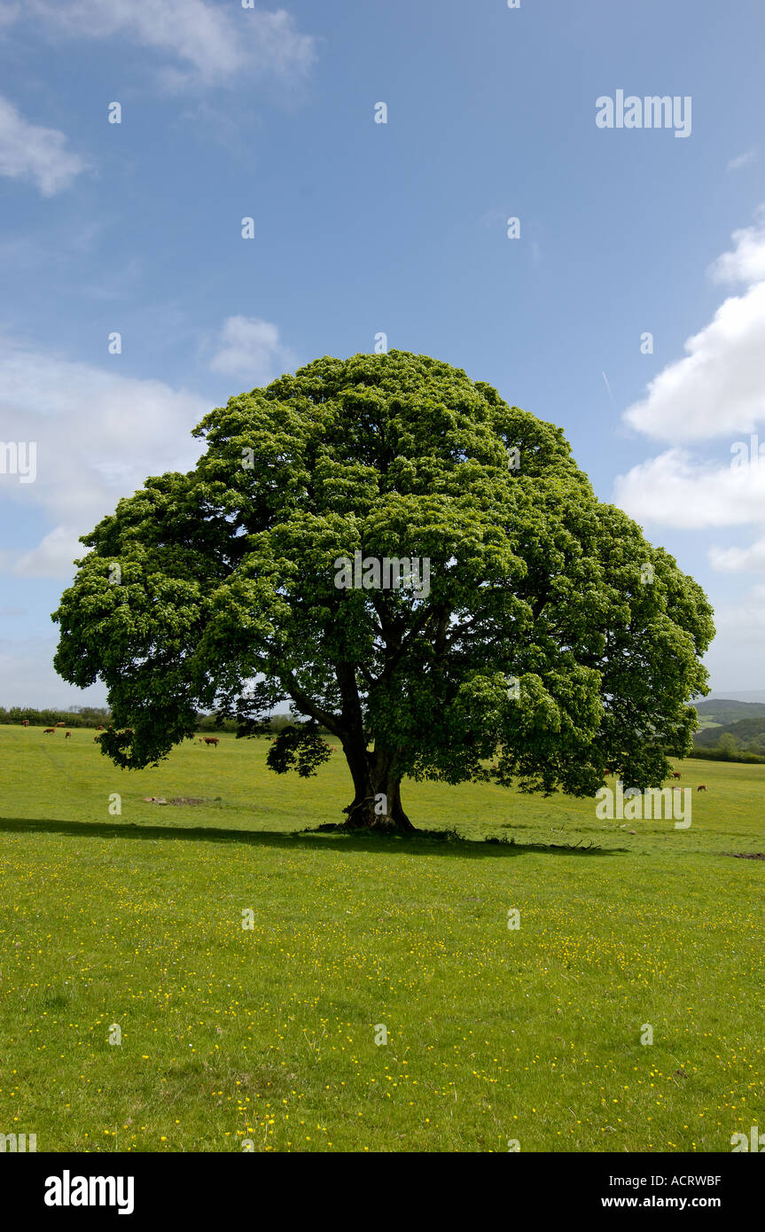 maple tree South Devon England Grossbrittanien Stock Photo - Alamy