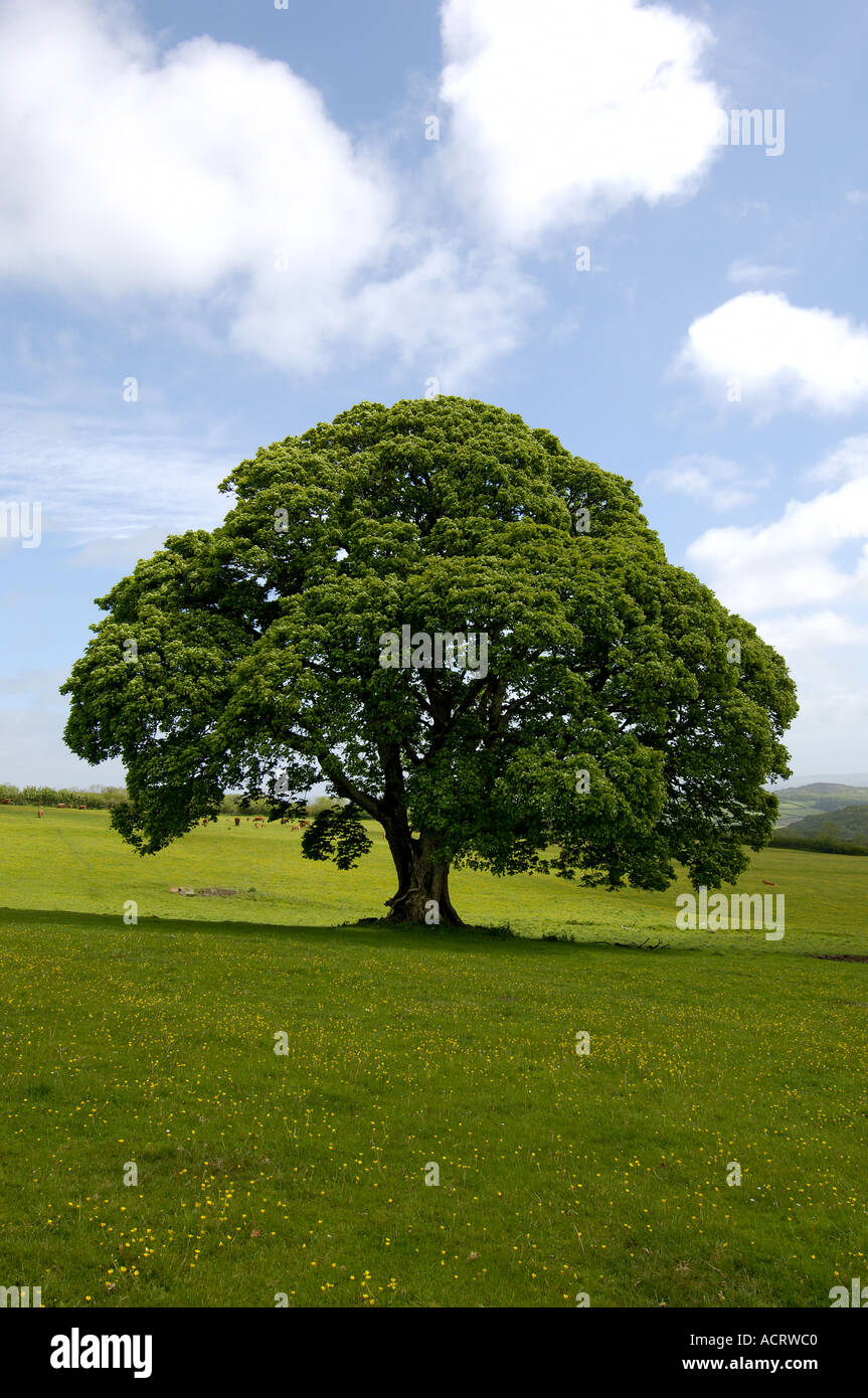 maple tree South Devon England Grossbrittanien Stock Photo - Alamy