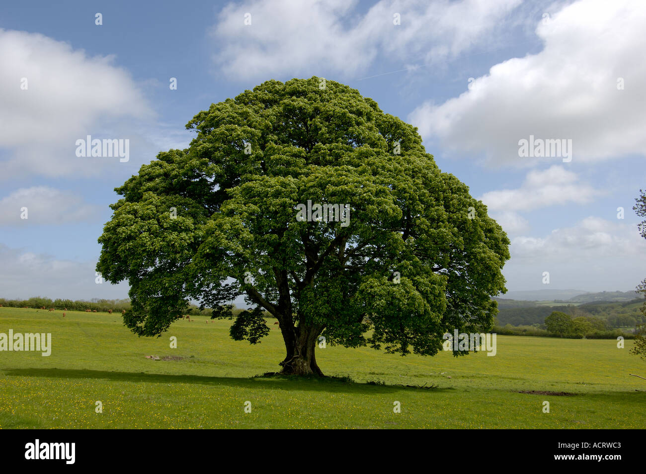 maple tree South Devon England Grossbrittanien Stock Photo - Alamy