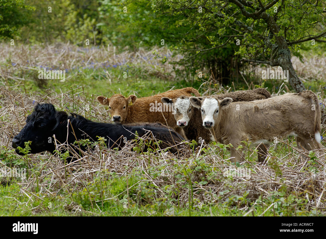 Cow with three calves near Ashburton Dartmoor National Park Devon ...