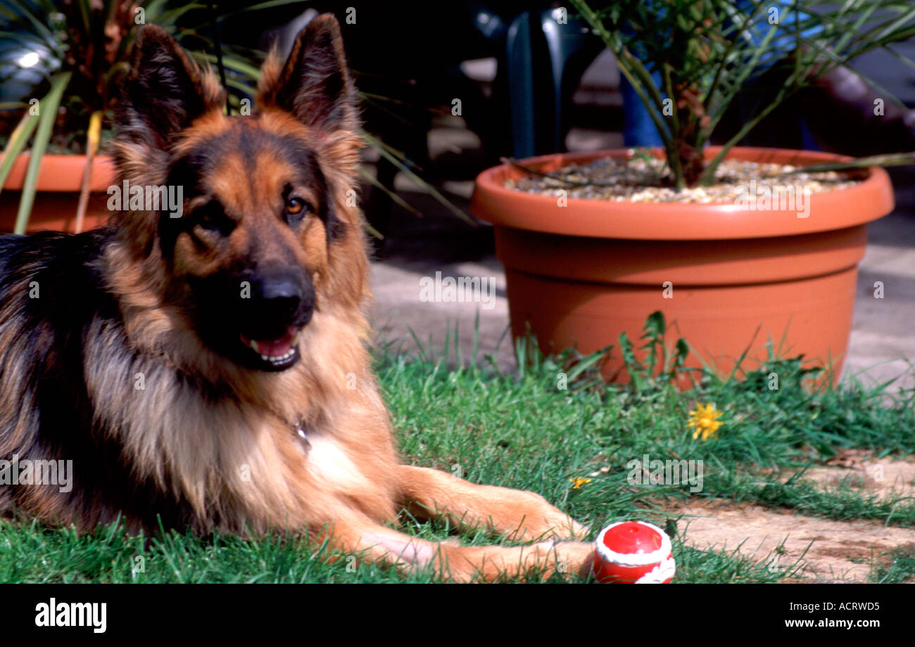 Dog ball in mouth facing hi-res stock photography and images - Alamy