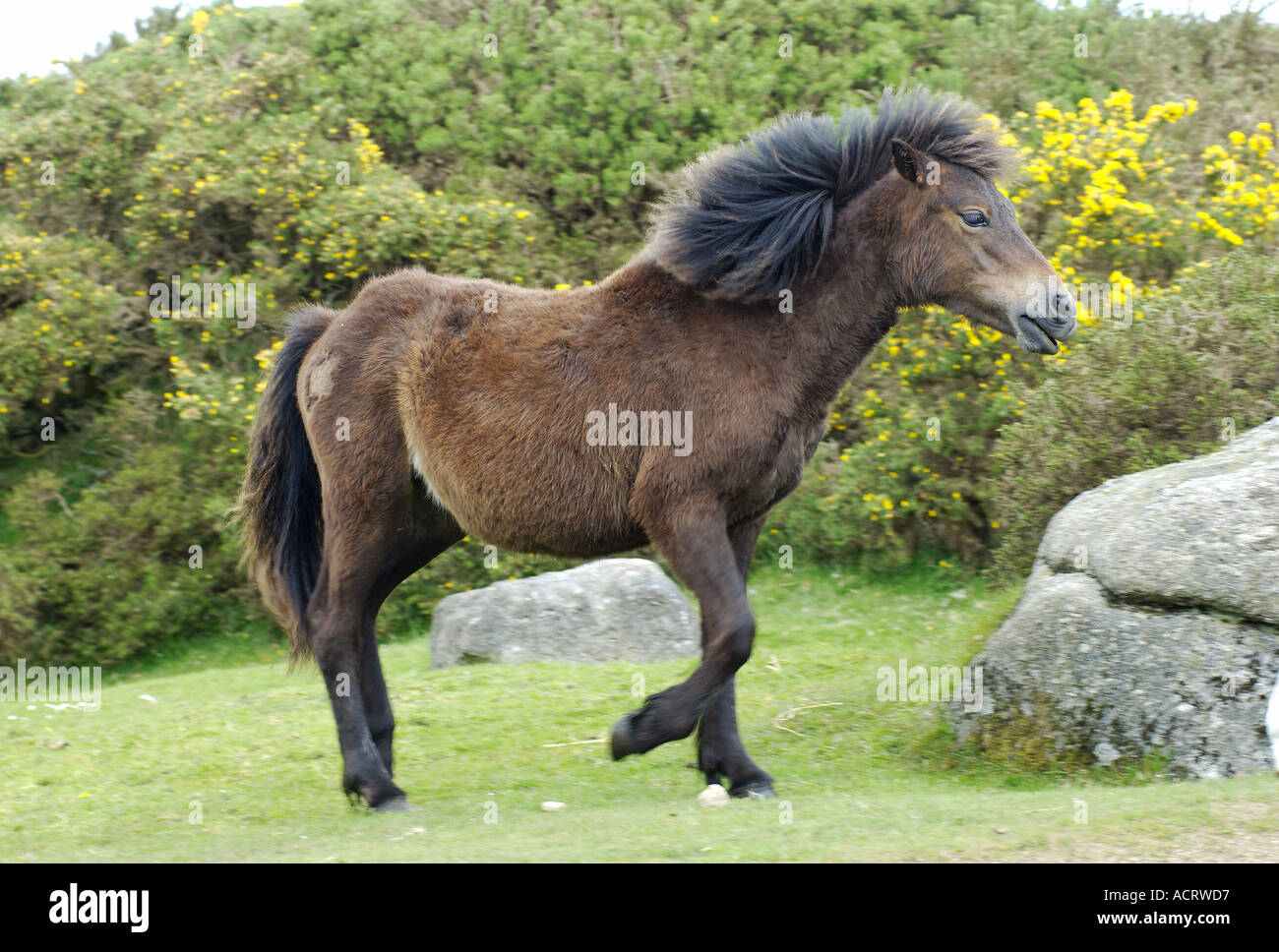 Dartmoor Pony Dartmoor National Park Devon England Stock Photo - Alamy