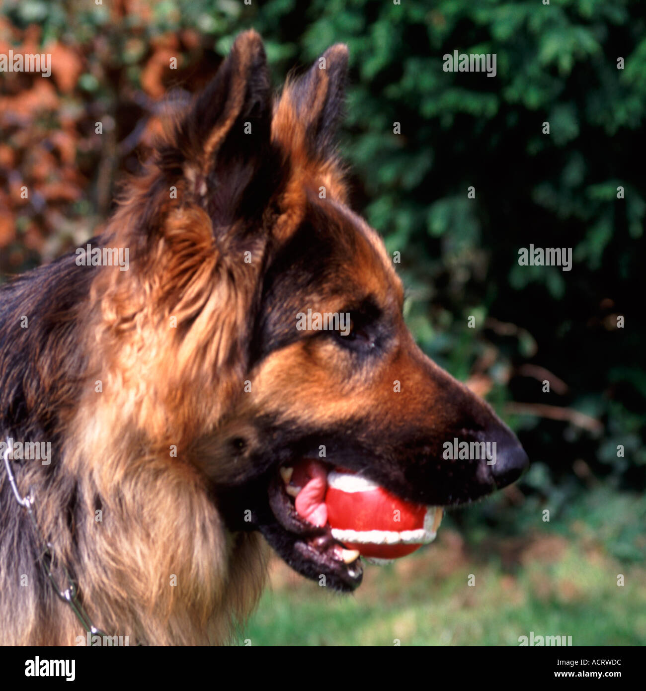 German Shepherd dog standing in a garden with red and white ball Stock ...