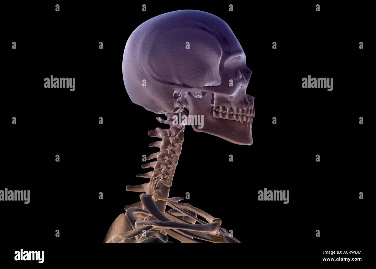 The bones of the head and neck Stock Photo - Alamy