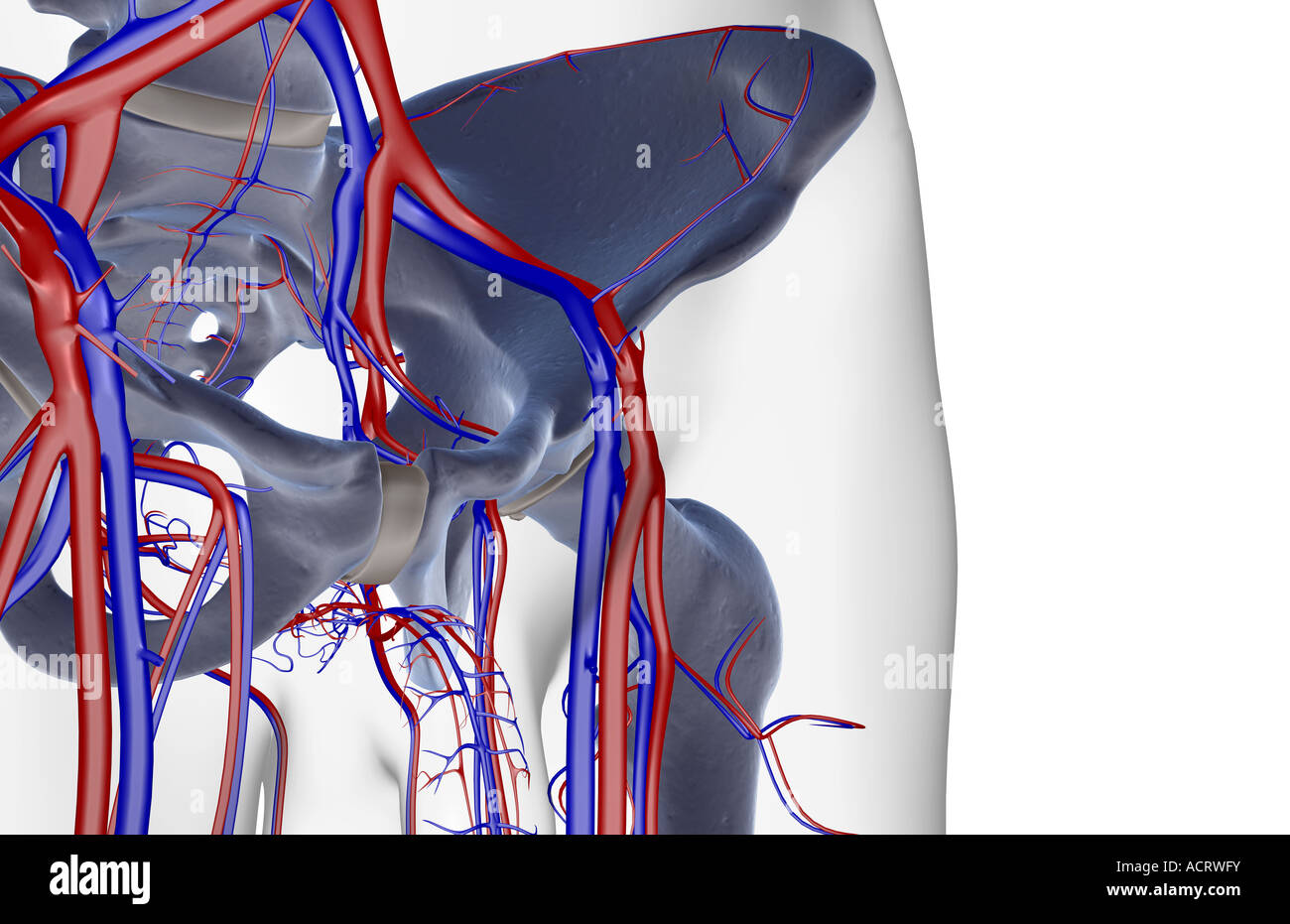 The blood supply of the hip Stock Photo - Alamy