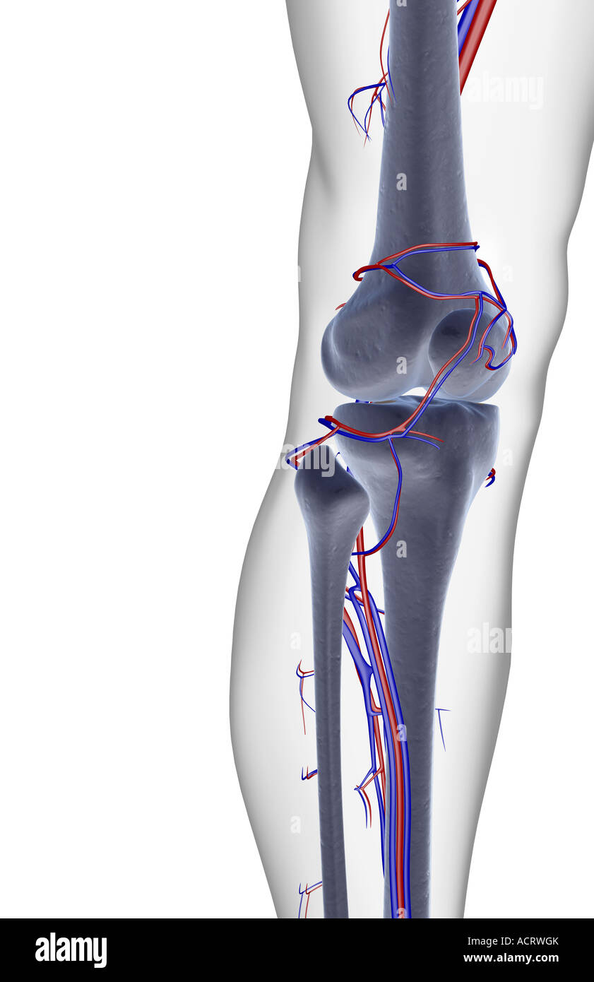 The blood supply of the knee Stock Photo - Alamy