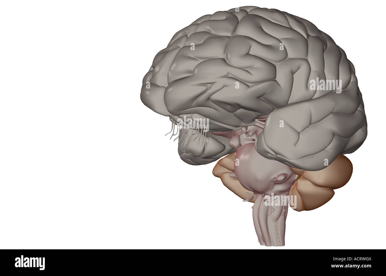 Brain insula hi-res stock photography and images - Alamy