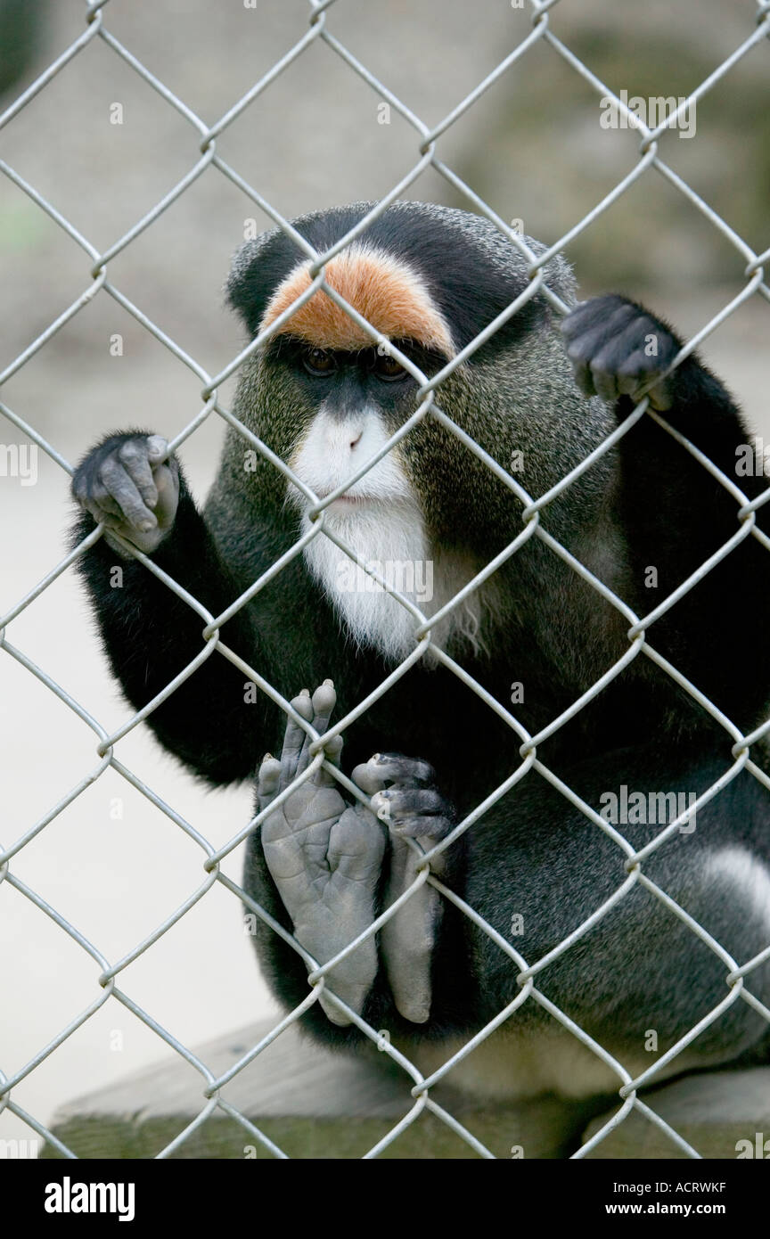 DeBrazza monkey staring through chain link fence Stock Photo - Alamy