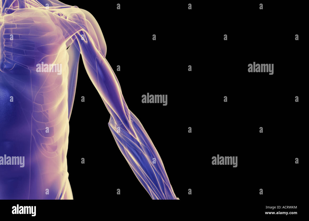 Upper limb muscles hi-res stock photography and images - Alamy