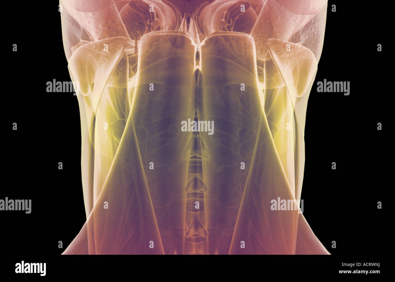 The muscles of the neck Stock Photo - Alamy