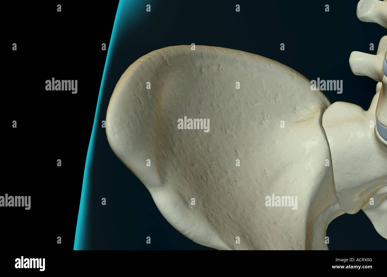 The bones of the hip Stock Photo - Alamy