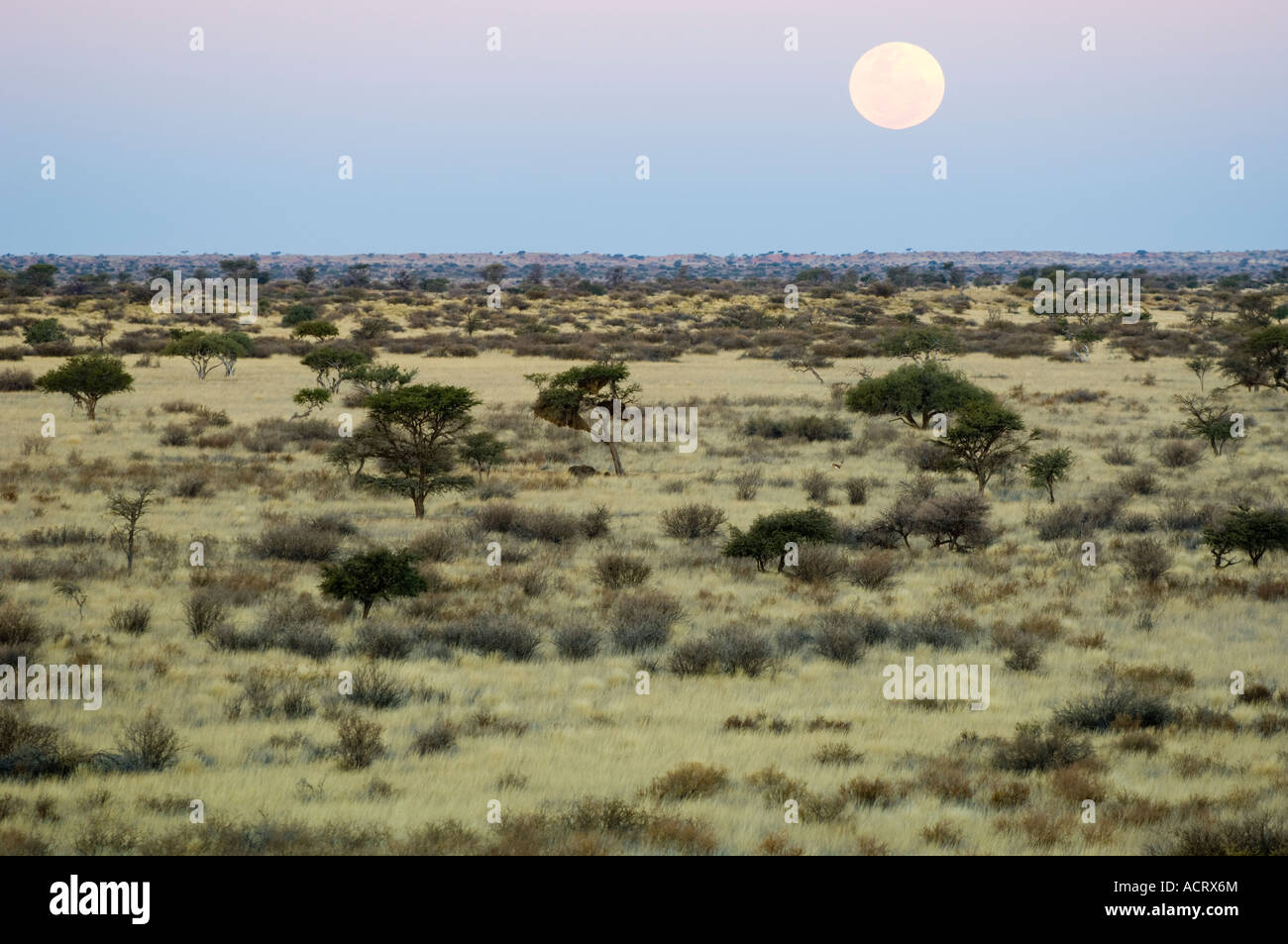 Moon rising over kalahari desert Stock Photo - Alamy