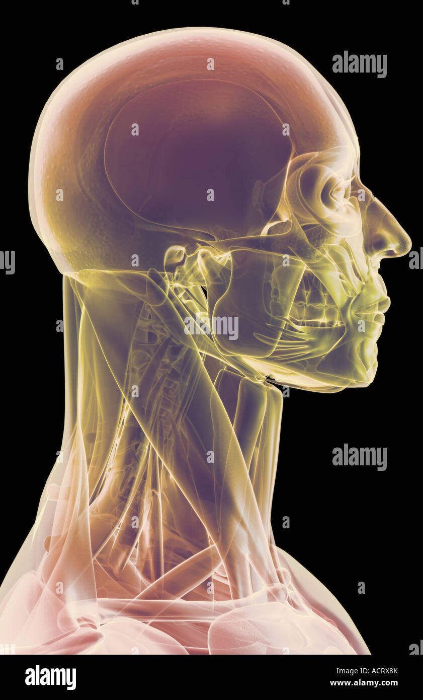 The muscles of the head neck and face Stock Photo - Alamy