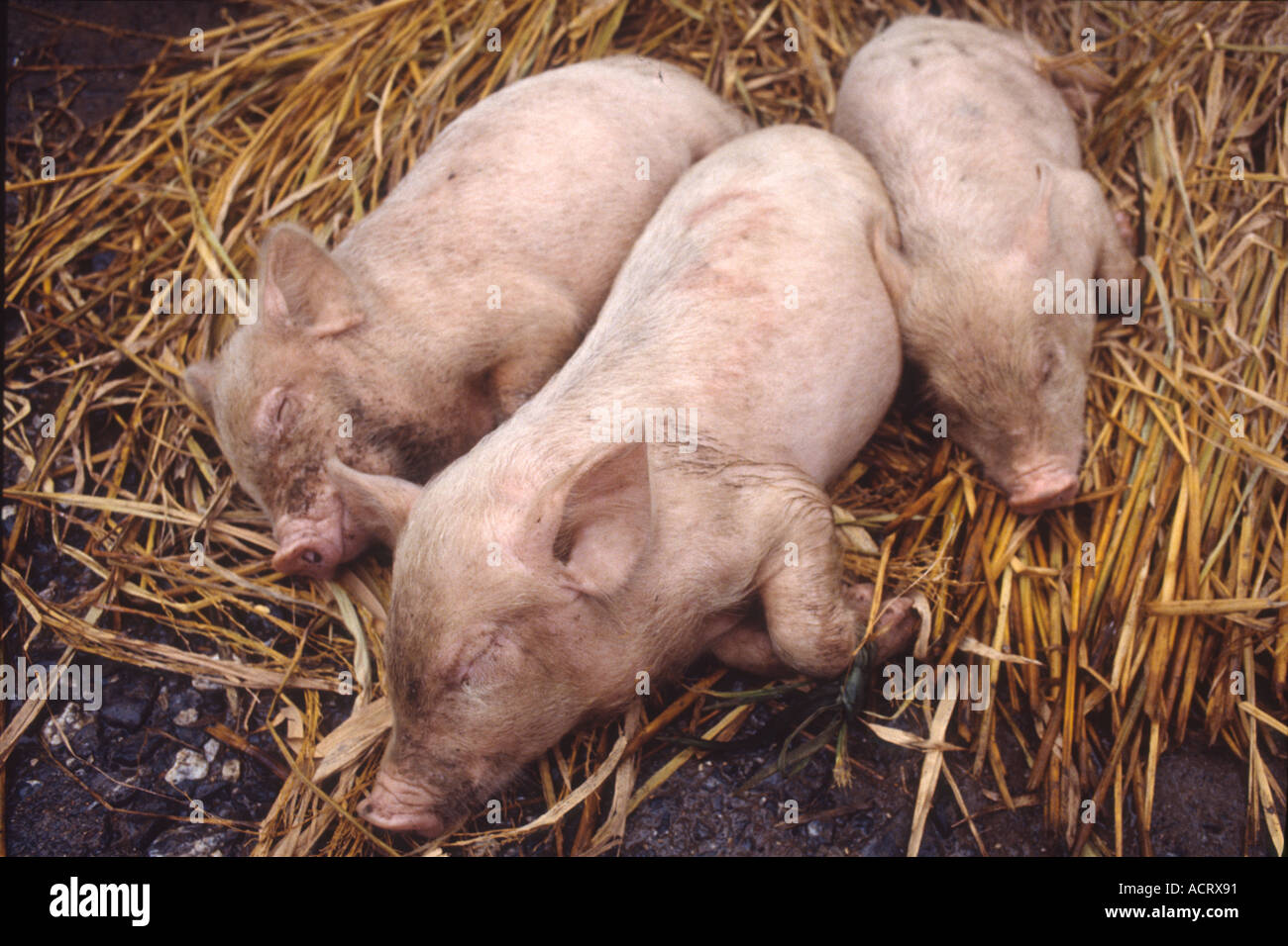 Piglings sold in a market in Hunan China Stock Photo - Alamy