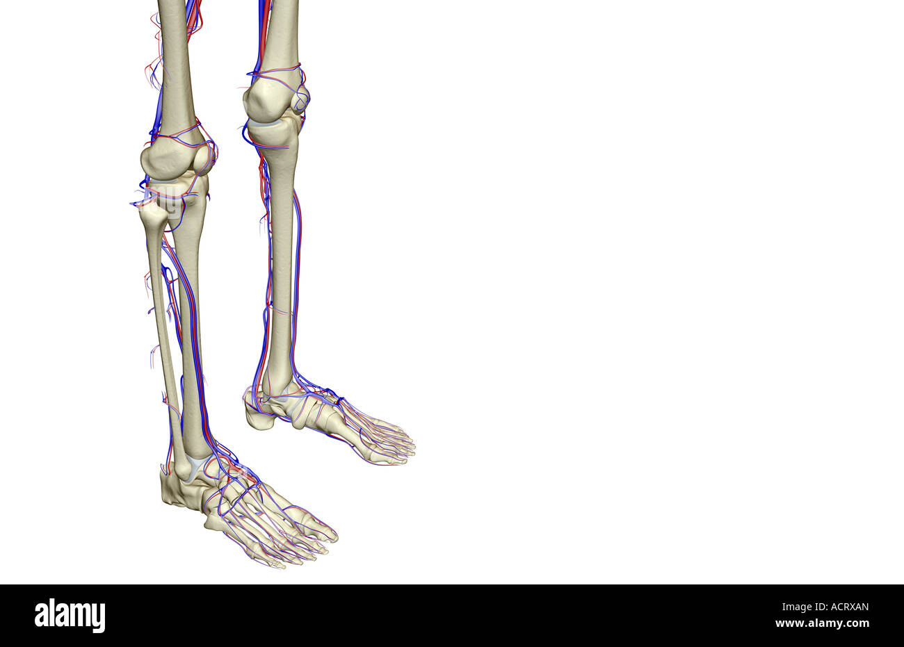 Leg Blood Vessels High Resolution Stock Photography and Images - Alamy