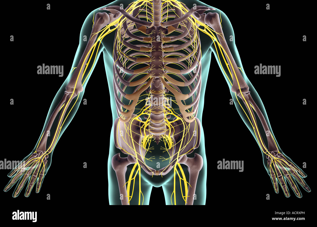 Nerves Trunk High Resolution Stock Photography and Images - Alamy
