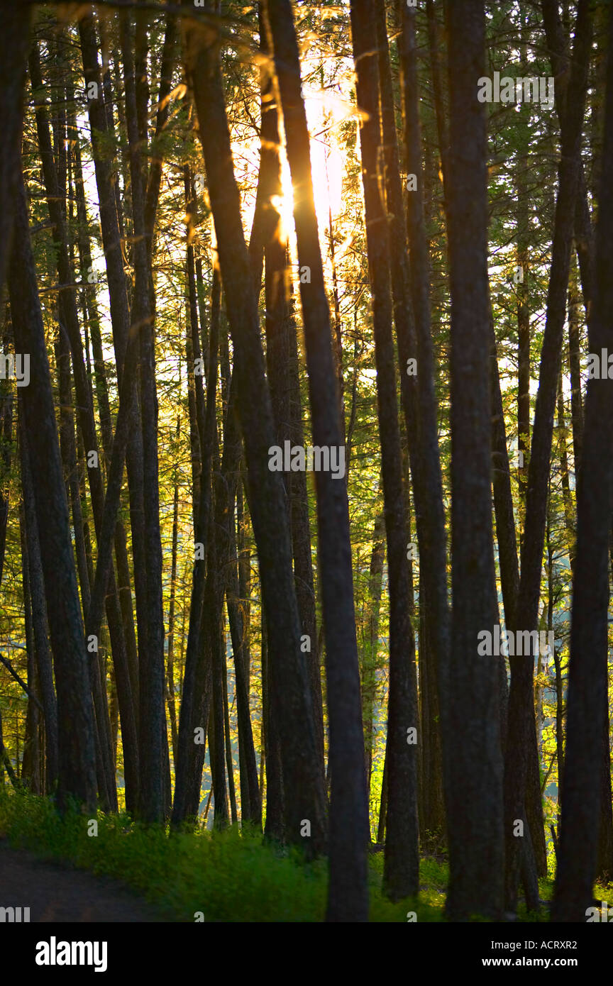 Sun shining through stand of trees Stock Photo - Alamy