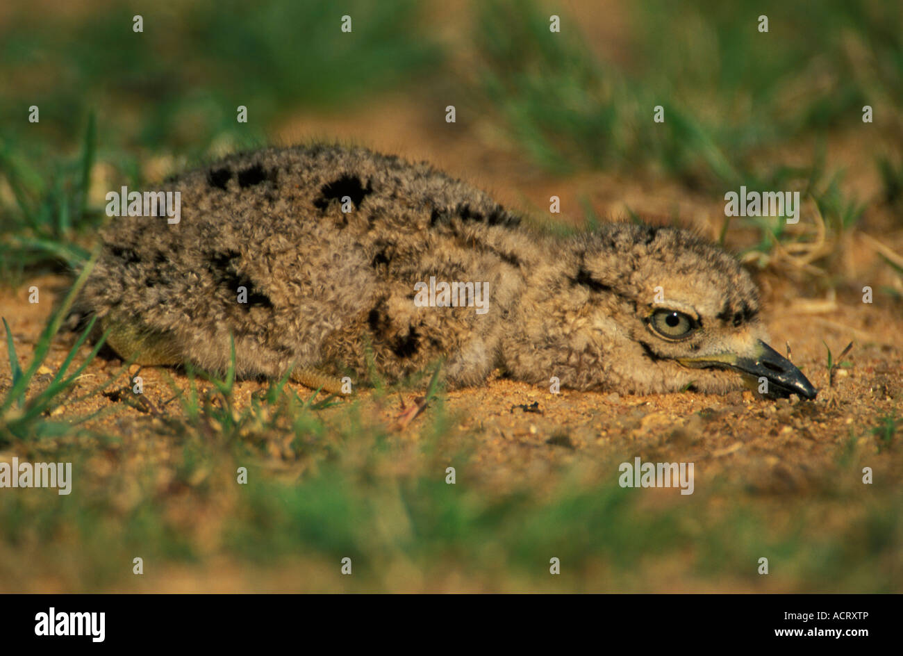Spotted Dikkop chick hiding motionless on bare sandy soil Bryanston ...