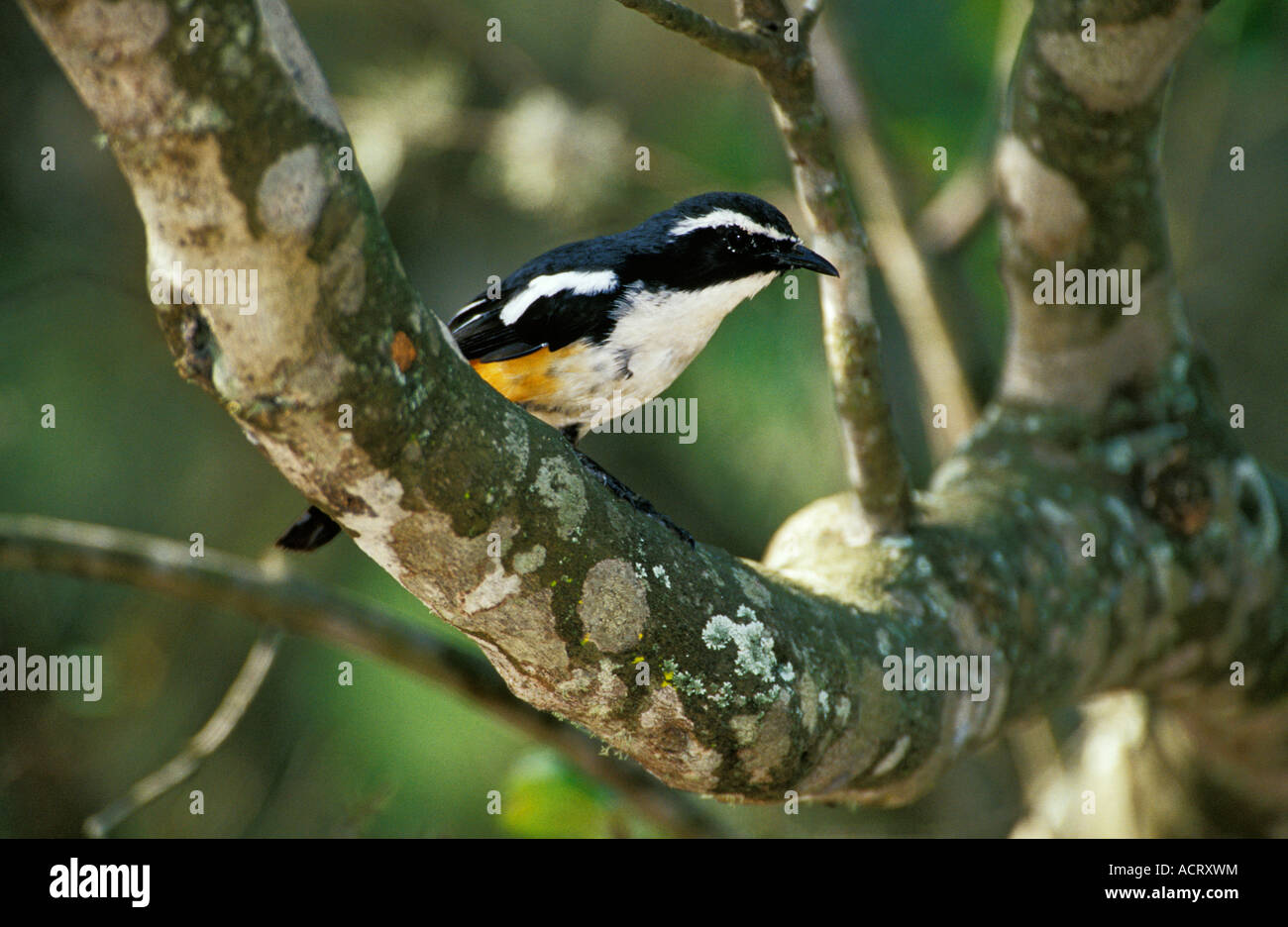 White Throated Robin Stock Photos & White Throated Robin Stock Images ...