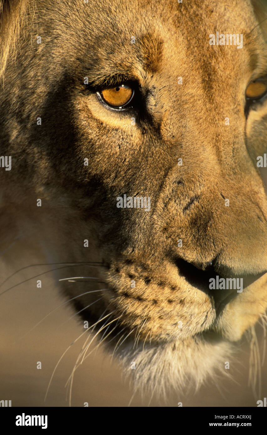 Amber eyes lion hi-res stock photography and images - Alamy