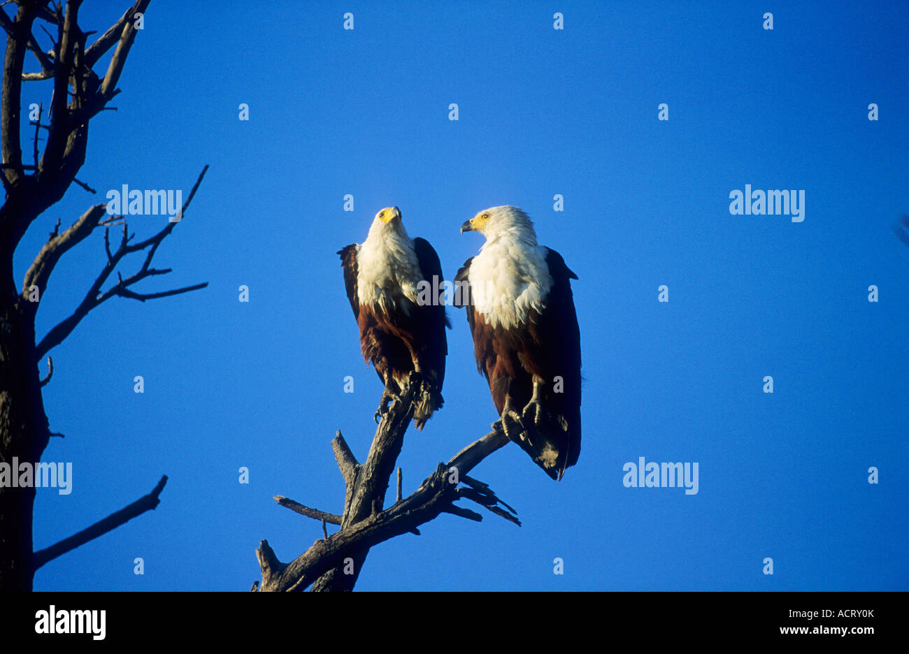 Pair of fish eagles Duma Tau Linyanti River Botswana Stock Photo - Alamy