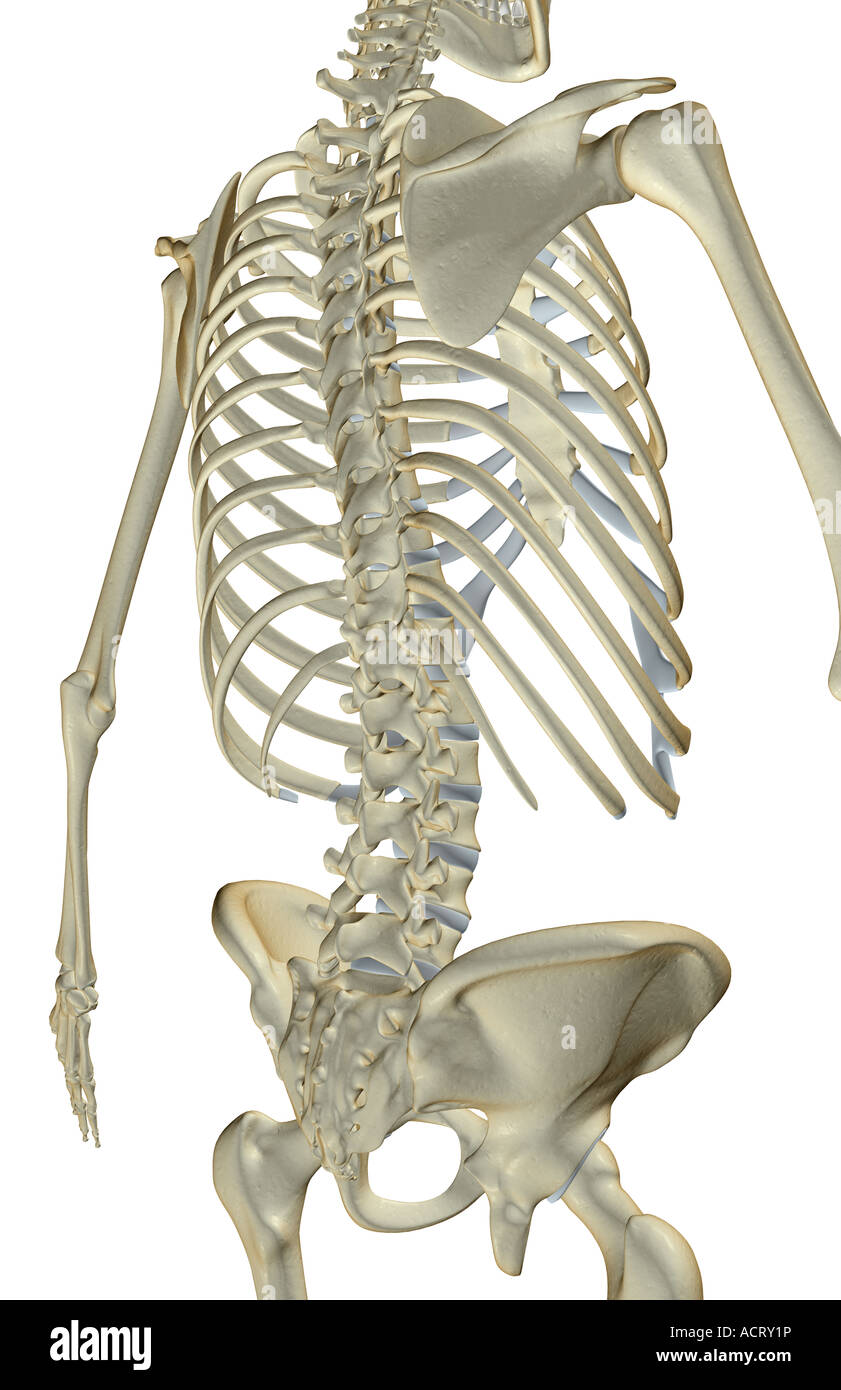 Bones of trunk anatomy hi-res stock photography and images - Alamy