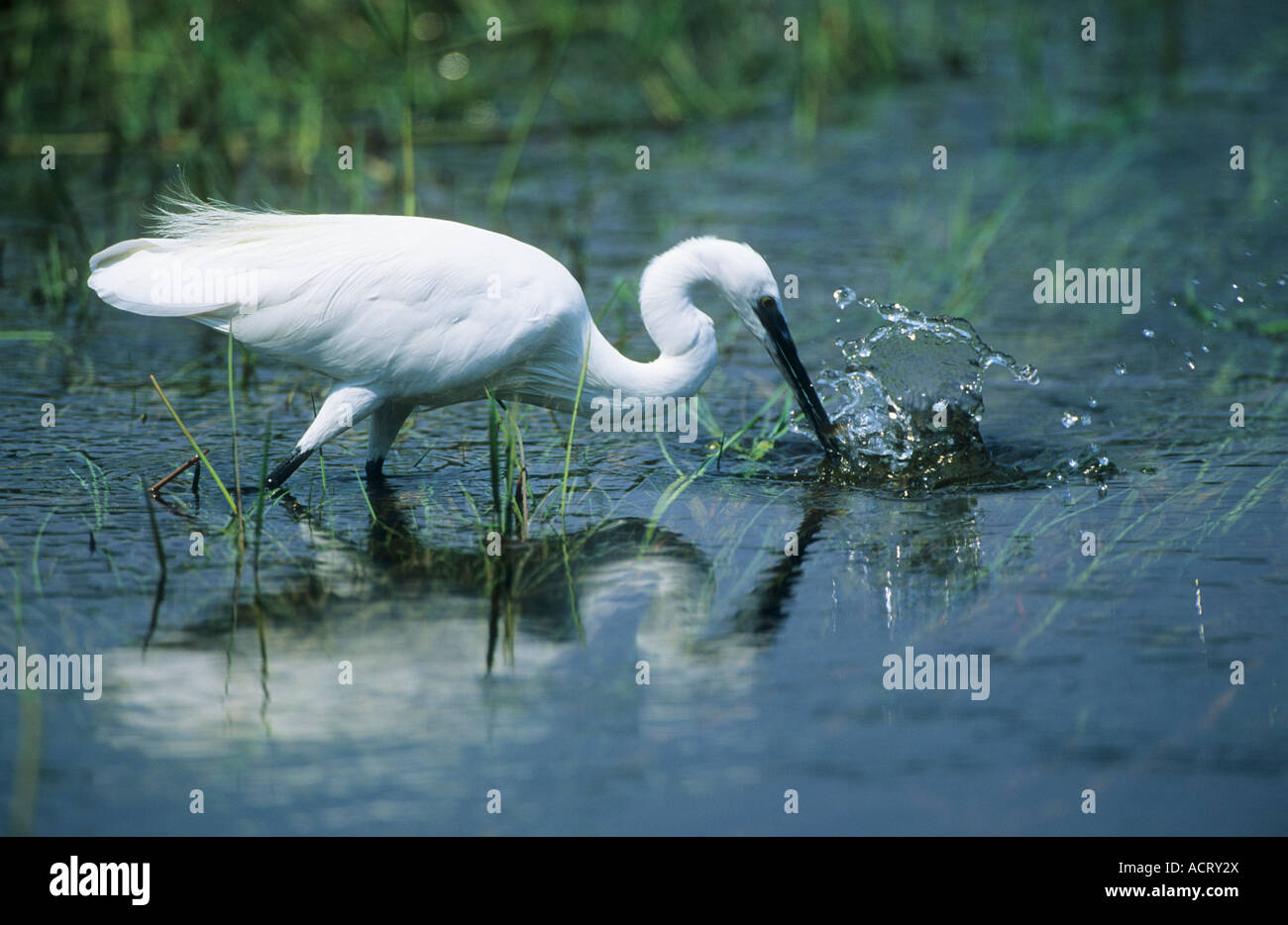 Little egret catching a small fish in the Okavango Xigera Okavango ...