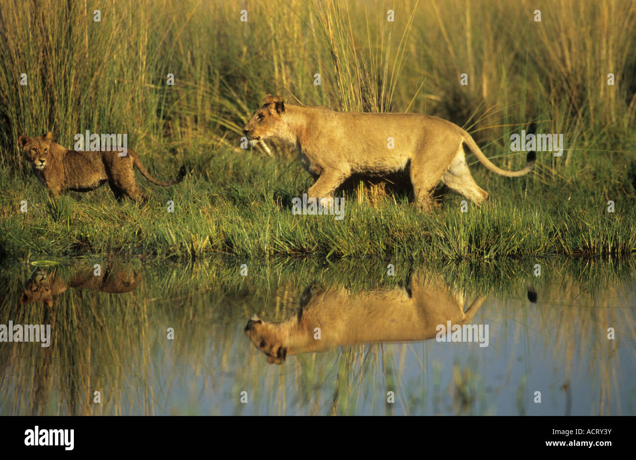 Lions cub reflection water hi-res stock photography and images - Alamy