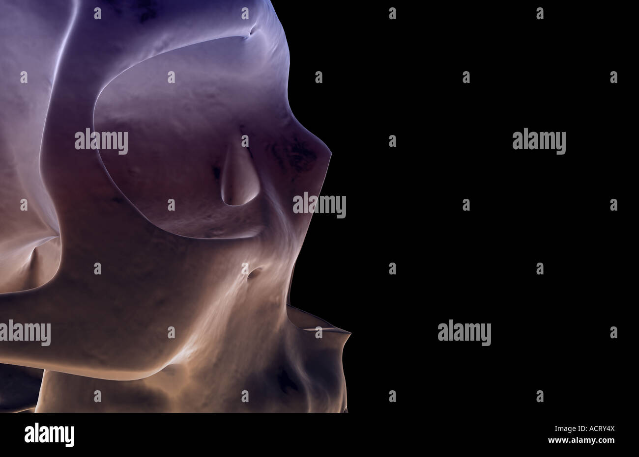 The bones of the face Stock Photo - Alamy