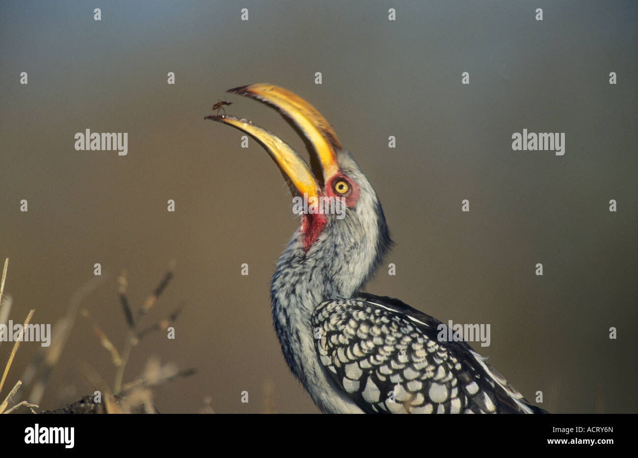 Yellow billed hornbill catching an insect in its beak after being ...