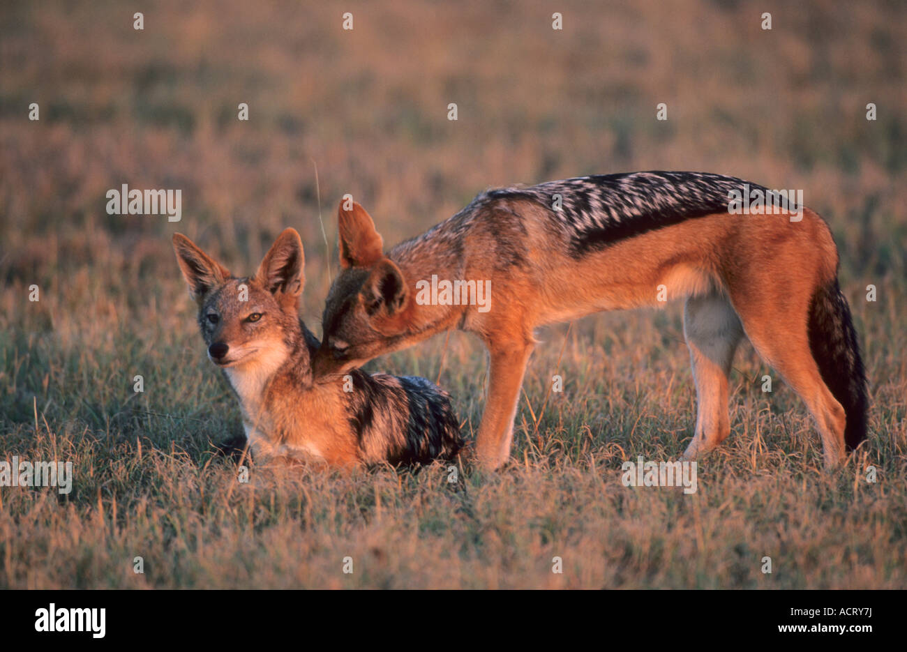 Pair of black backed jackals alo grooming in warm light Buffelshoek ...