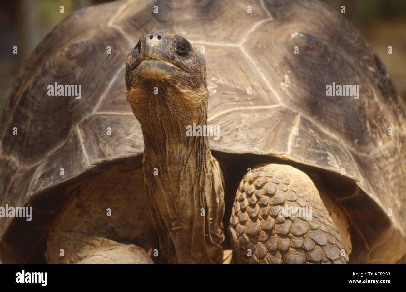 Turtle story hi-res stock photography and images - Alamy