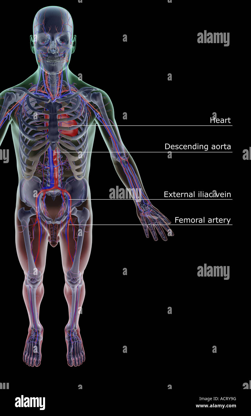 The vascular system Stock Photo - Alamy