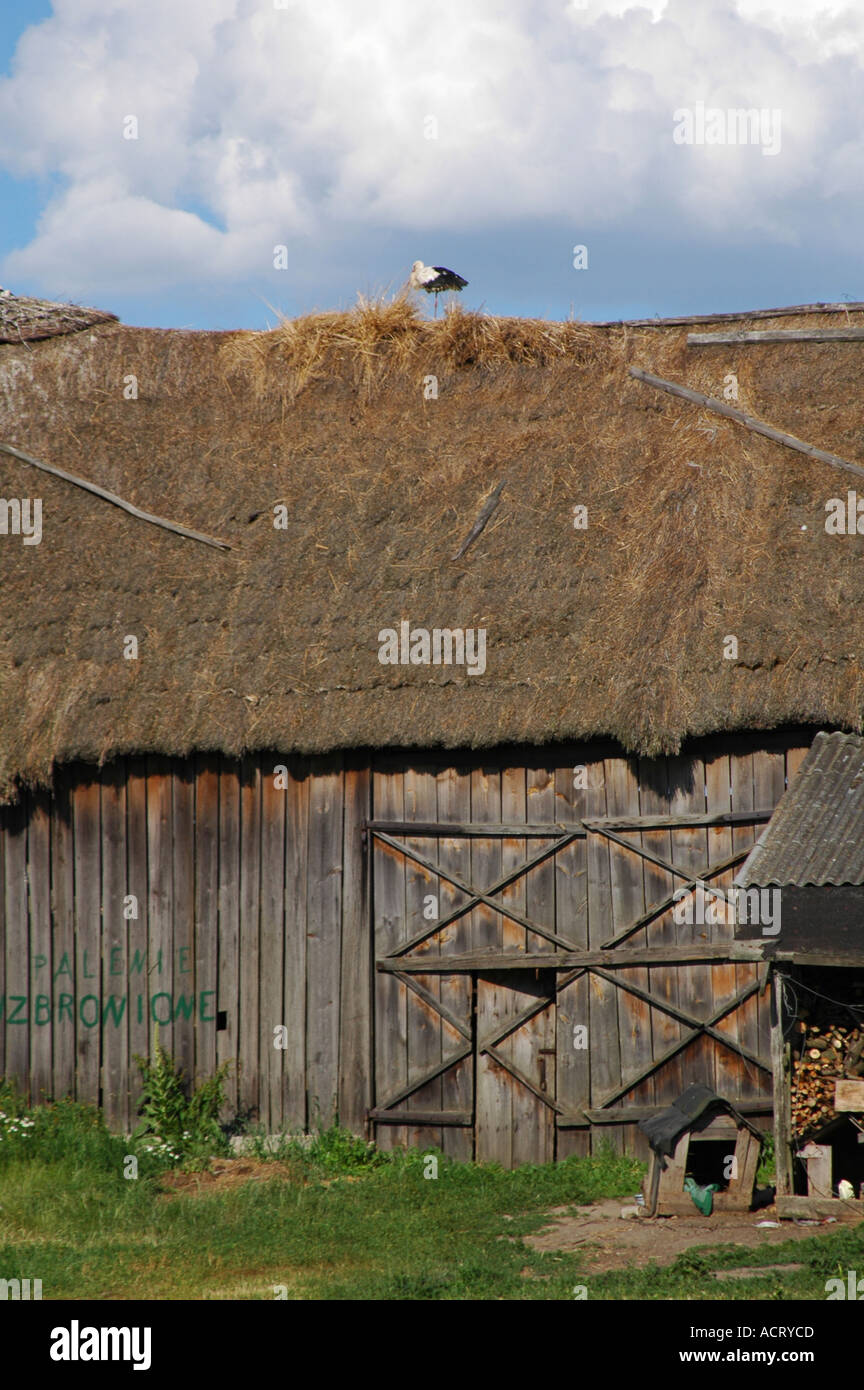 Stork nest on the old thatched barn Stock Photo - Alamy
