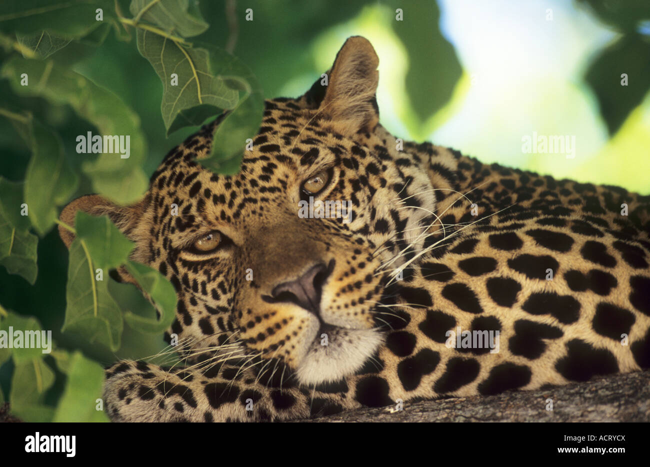 Leopard relaxing in tree in botswana hi-res stock photography and ...