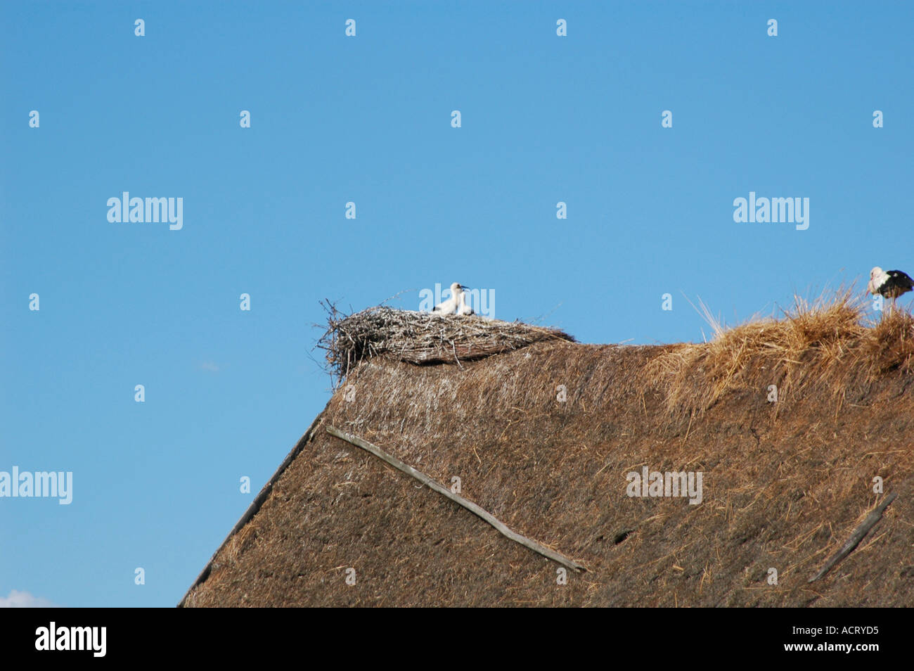 Stork nest on the old thatched barn Stock Photo - Alamy