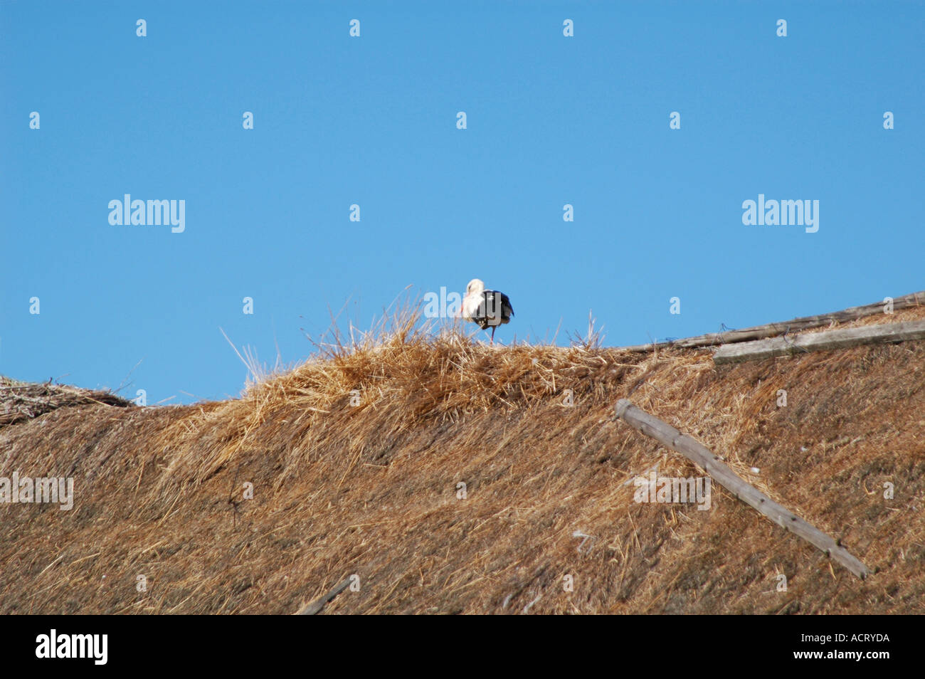 Stork nest on the old thatched barn Stock Photo - Alamy