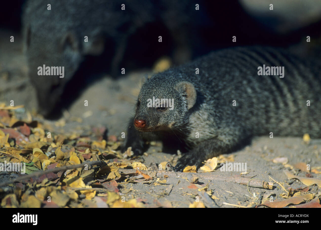 Banded mongoose Mombo Okavango delta Botswana Stock Photo - Alamy