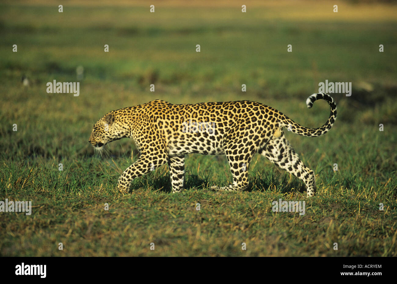 Africanwildlife hi-res stock photography and images - Alamy