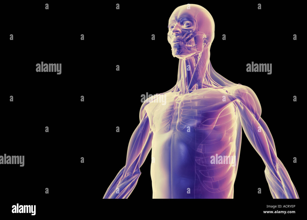 The muscles of the upper body Stock Photo - Alamy