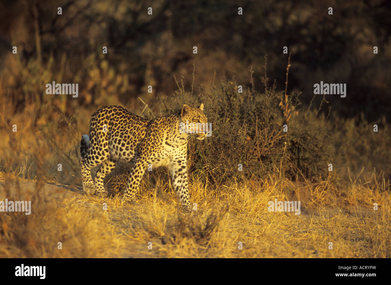 Young female leopard walking out into the sunlight Mombo Okavango delta ...
