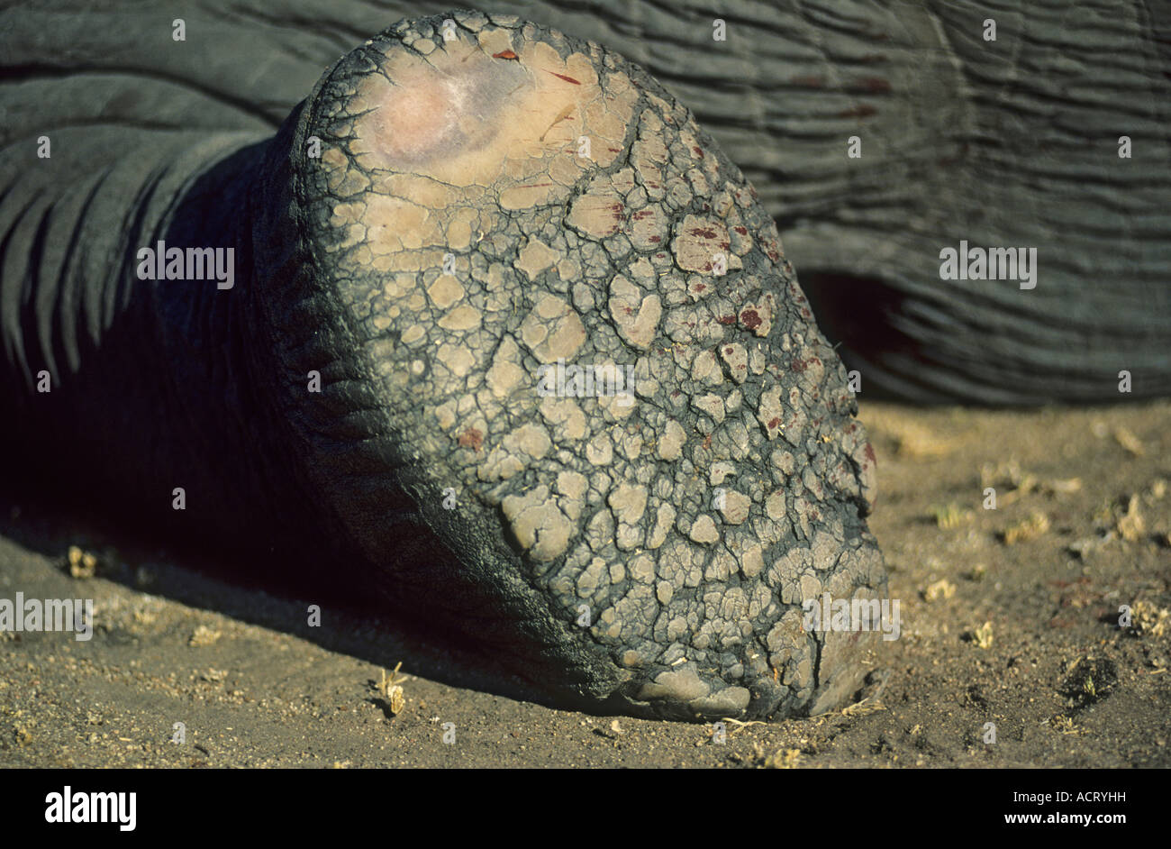 The blood spattered sole of an African elephant culled during a culling ...