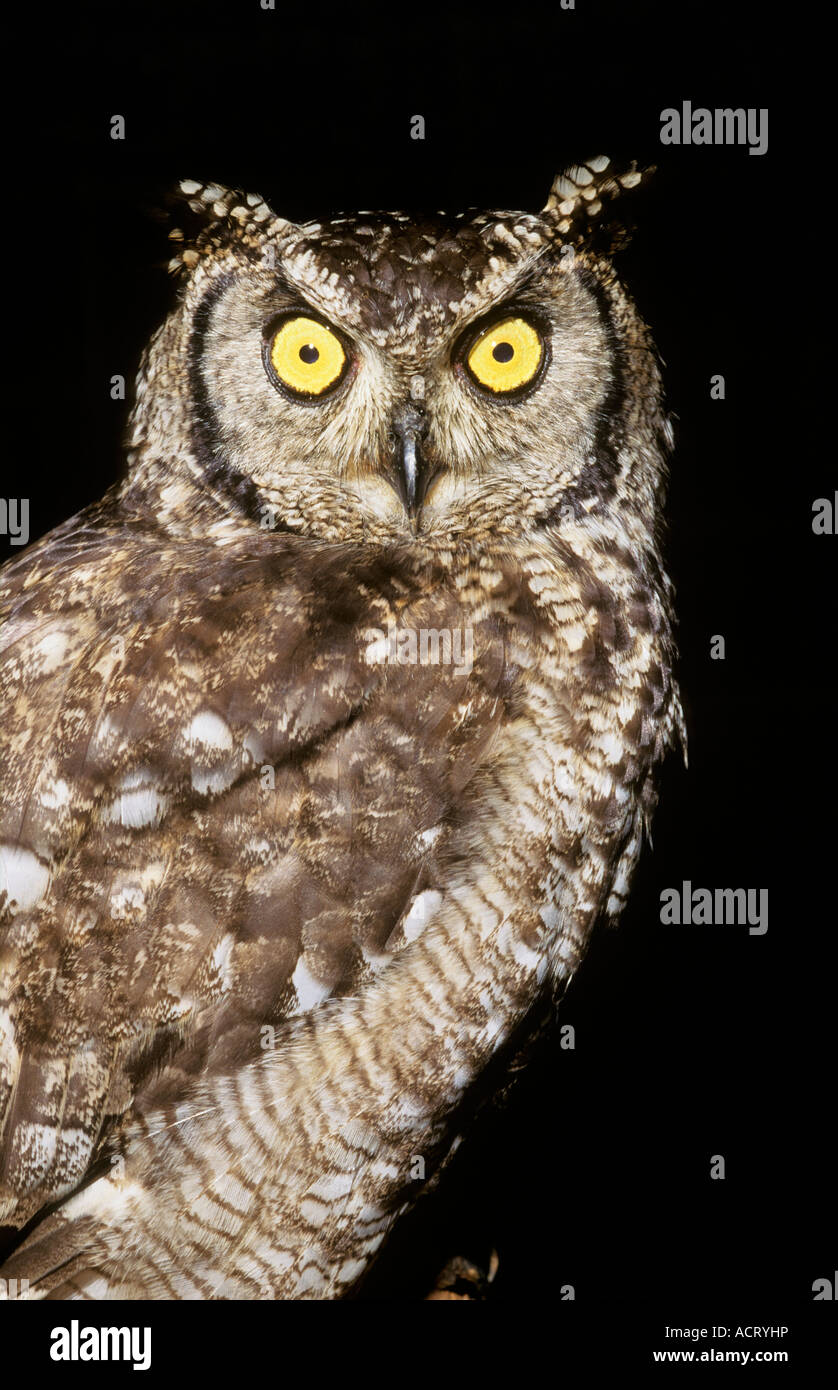 Spotted eagle owl Sabi Sand Game Reserve Mpumalanga South Africa Stock ...