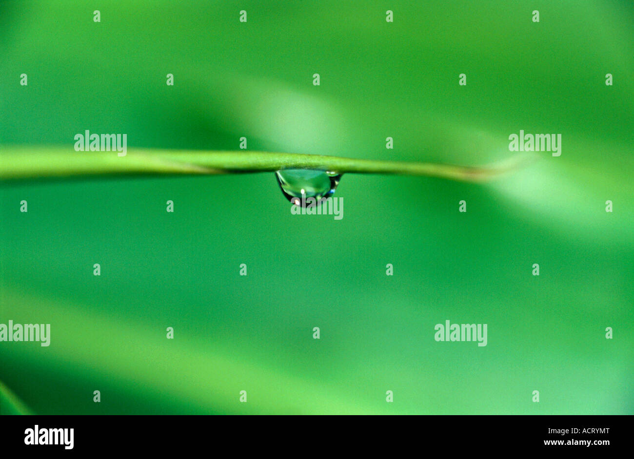 A water droplet hanging from the tip of a furled new shoot Nelspruit ...