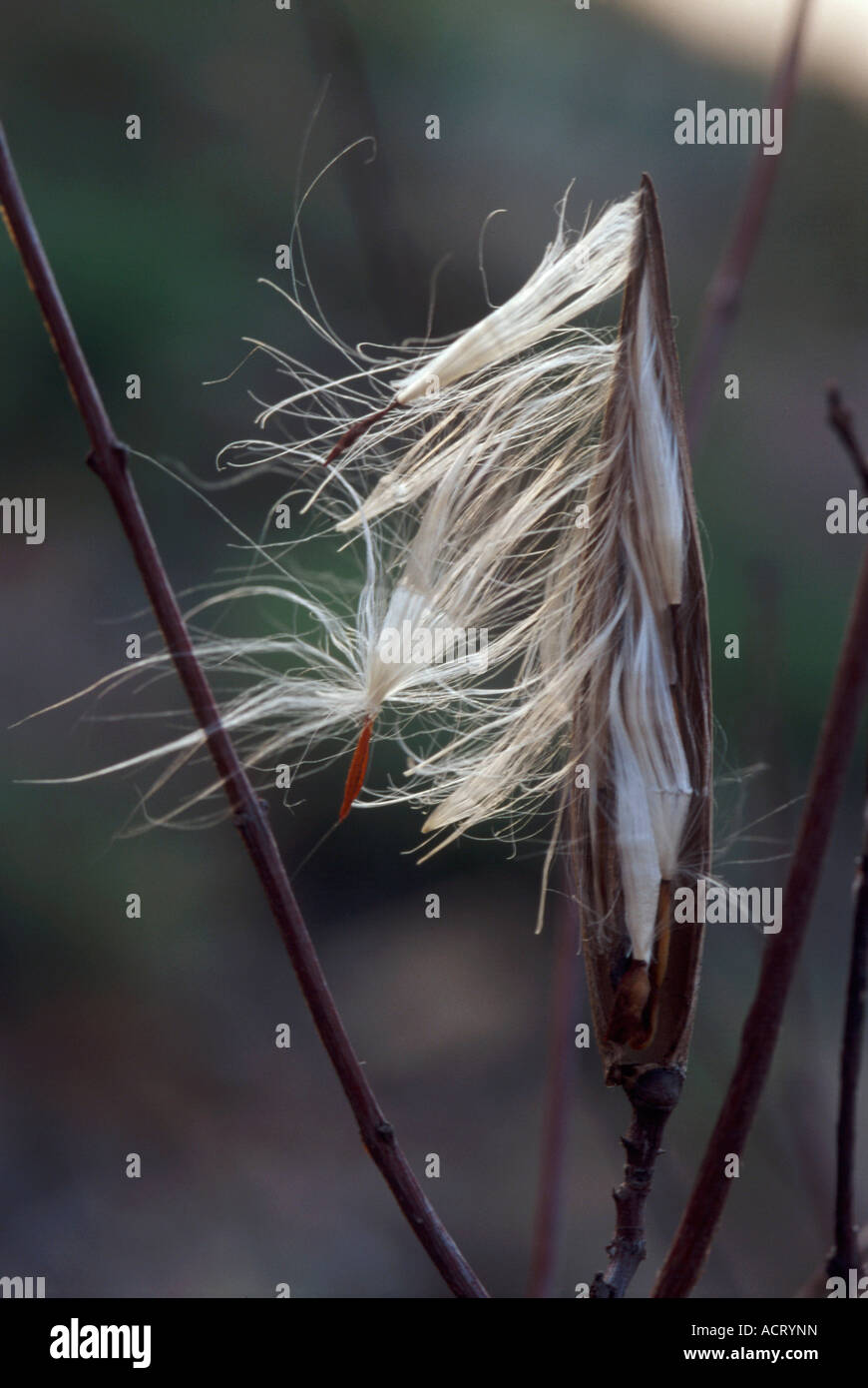 Seed emerging from pod hi-res stock photography and images - Alamy