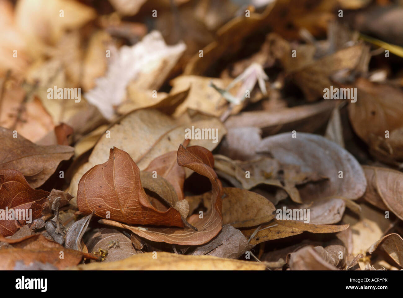 Dry leaves from deciduous trees lying on the ground during the dry ...