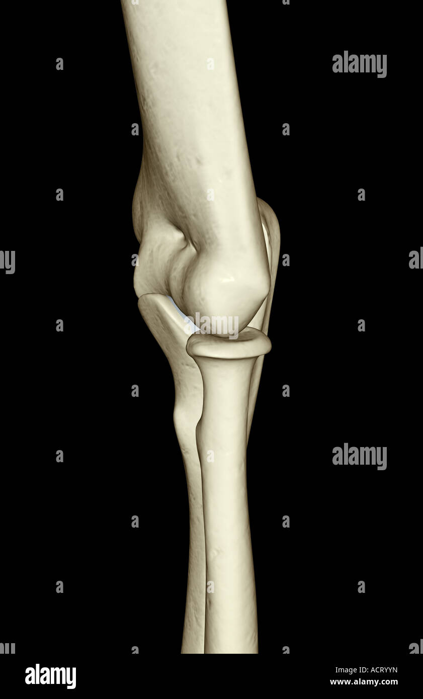 The bones of the elbow Stock Photo - Alamy