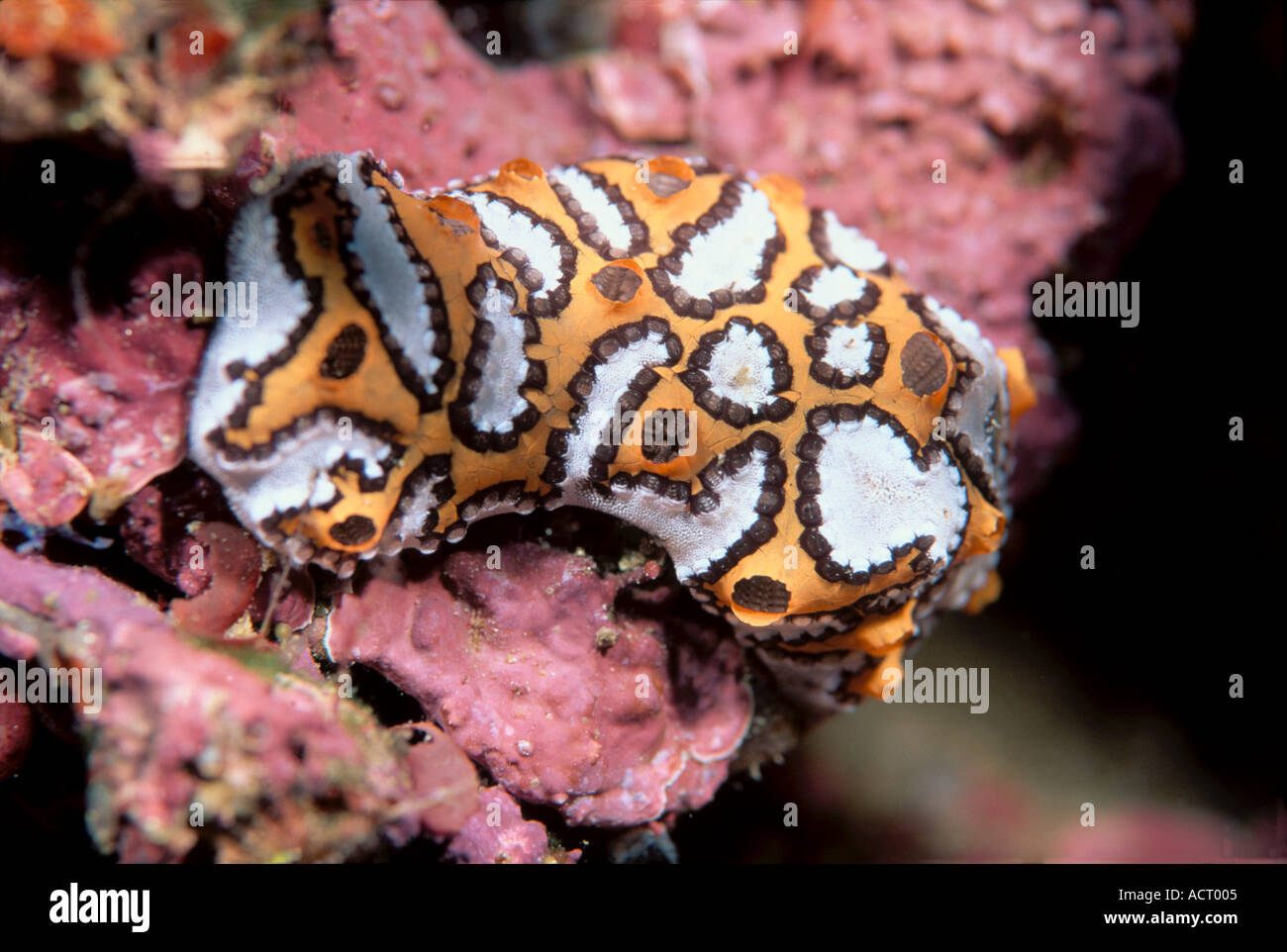 Underwater universe hi-res stock photography and images - Alamy