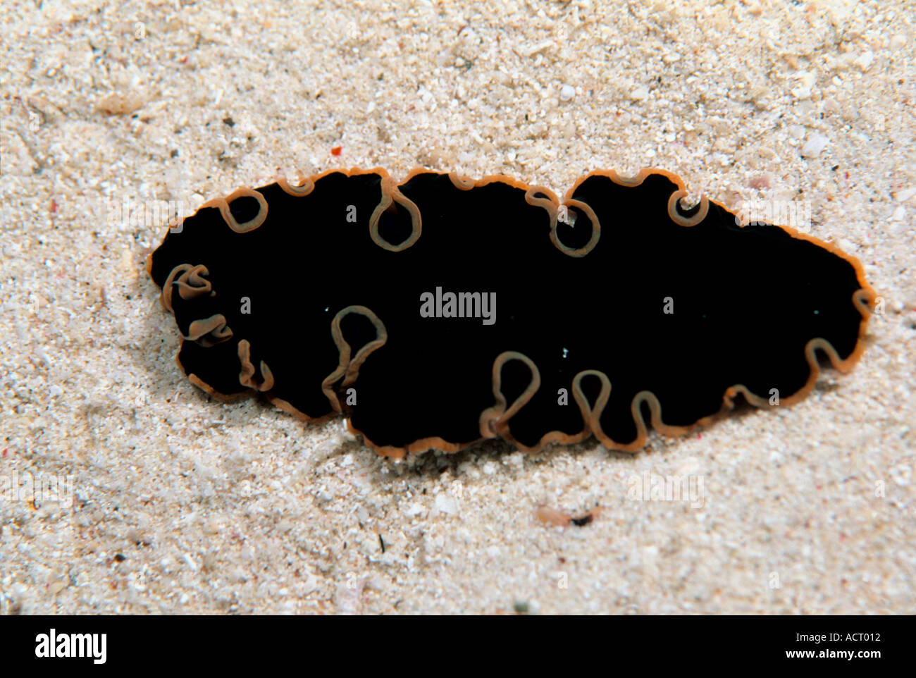 Mollusk exploration hi-res stock photography and images - Alamy